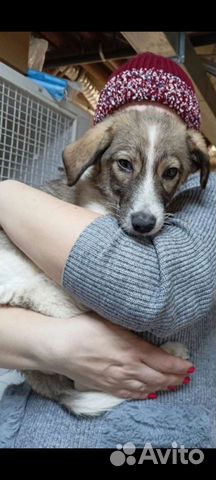 Прекрасный маленький пирожок в добрые руки