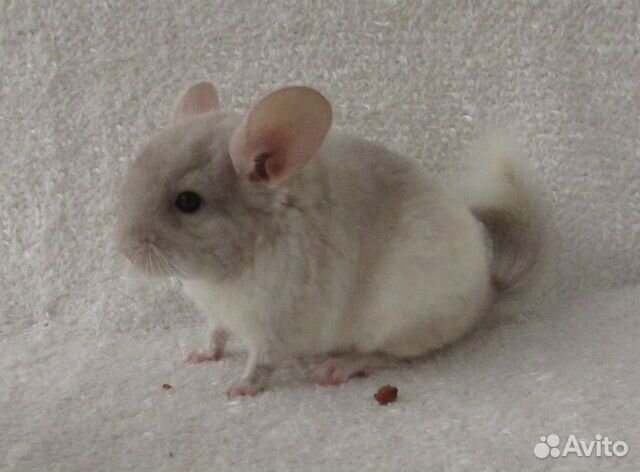 Бархатная бело-розовая самочка шиншиллы 2 мес