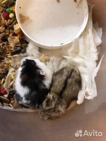 Сирийский хомяк