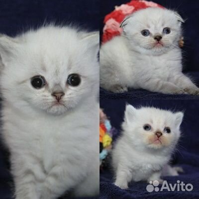 Котята окрас линкс поинт