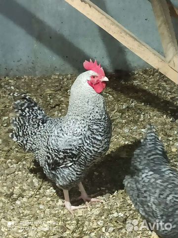 Инкубационное яйцо Амрокс