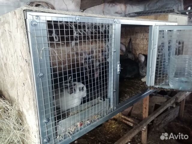 Кролики на развод