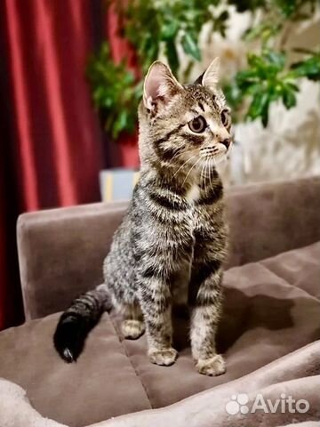 Полосатый котенок Басик (2,5 мес) ищет свой дом