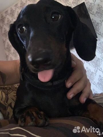 Такса мальчик вязка