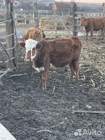 Телка 1 5 года
