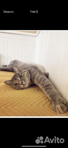 Кошка