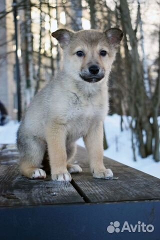 Щеночек Мася 2 мес