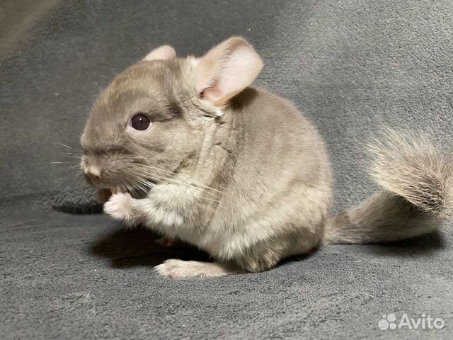 Шиншилла коричневый бархат девочка