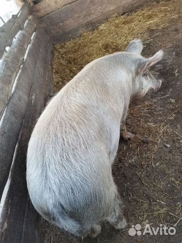 Молодой хряк