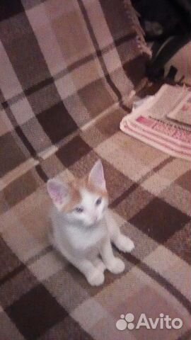 Рыжий котик 2.5 месяца