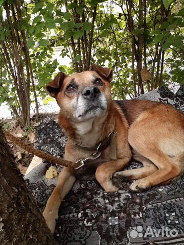 Ищет дом не большой пёсик Барри