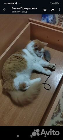 Кошка в дар
