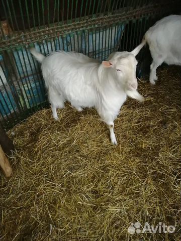 Козел и козлята