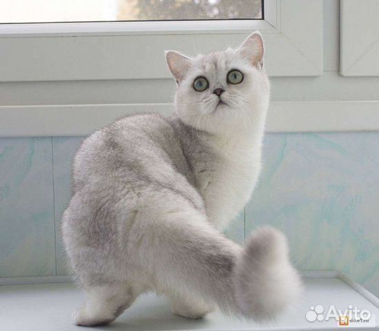 Британский кот, Алекс, 6 месяцев