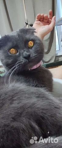 Кошки Goldie и Соня