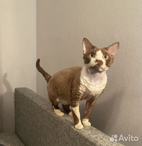 Молодой котик Орео, девон рекс, г.Москва