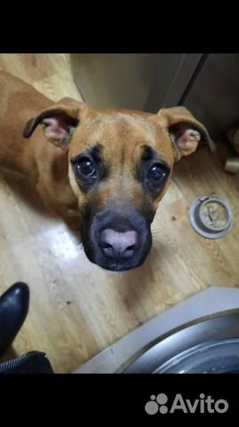 Собачка молодая девочка