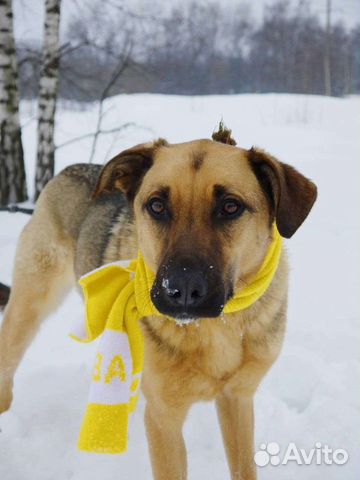 Спасите Лео из приюта