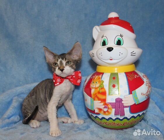 Девон-рекс настоящий мужчина