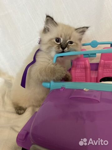 Невская маскарадная