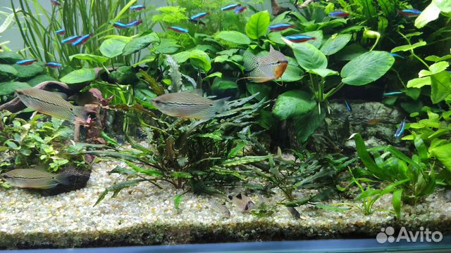 Гурами жемчужный