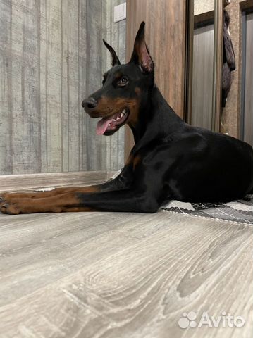 Доберман