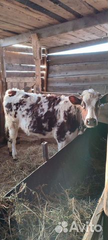 Бычок и Тёлочка