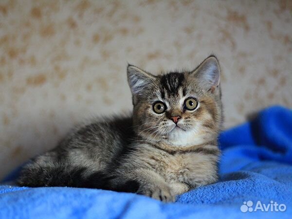 Макар - черный тикированный котик