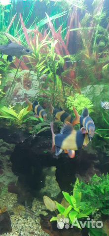 Боция клоун 4штуки