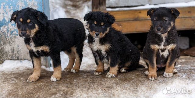 Щенки толстые бутузики
