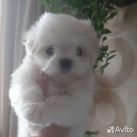 Белоснежное счастье Мальтезе. Мальтийская болонка