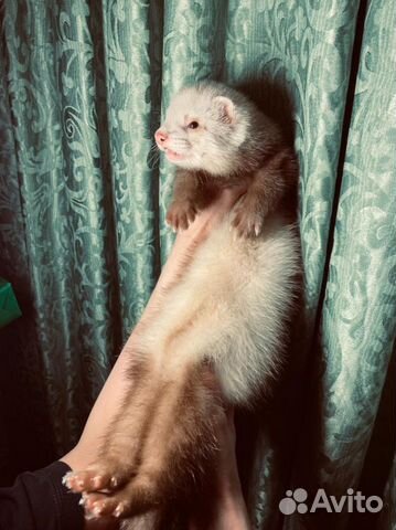 Хорек мальчик 1 год