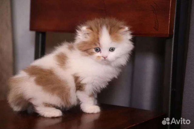 Шотландский мальчик