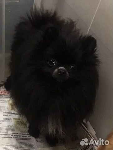 Тойшпиц (померанский шпиц) мини Мапетшоу