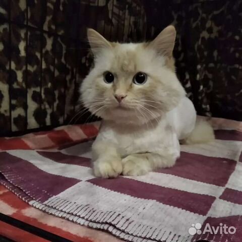 Кот в добрые руки