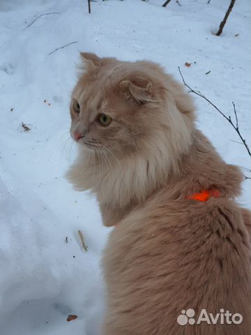 Коты на вязку