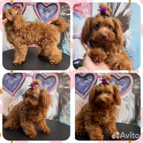 Мальтипу мальчик F1