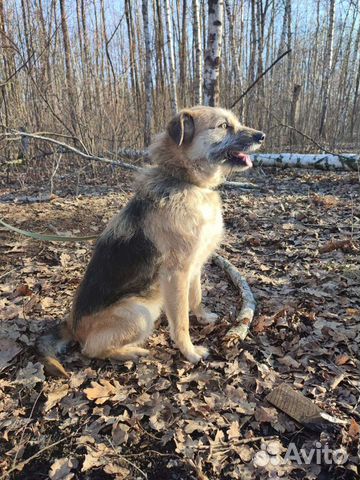 Рыжик, 3.5 года, привит и кастрирован. Гуляет на п