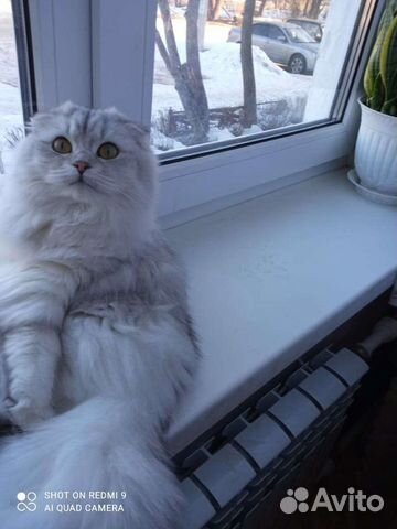 Кошка