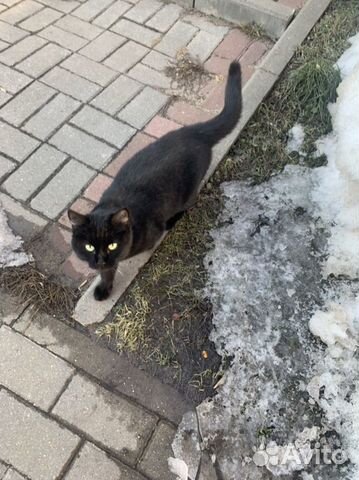 Котик черный