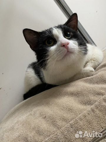 Сладкий зайчик ищет дом