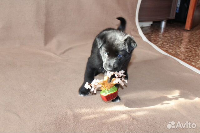 Отдам щенков лайки и овчарки