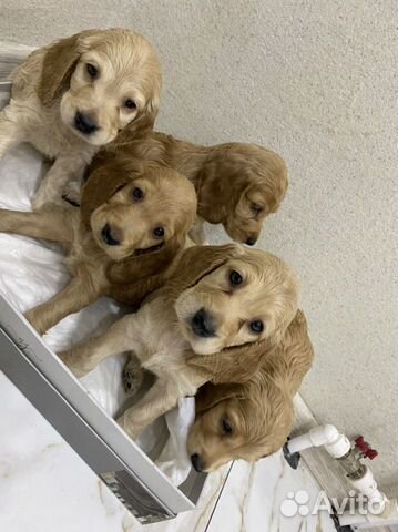 Кокер спаниель