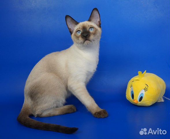 Тайские котята 4 месяца с документами