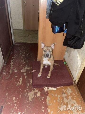 Собака стаффорд