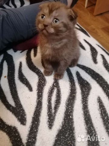 Британская вислоухая кошка