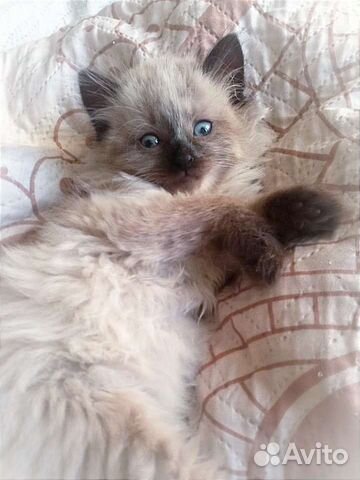 Невская маскарадная котята