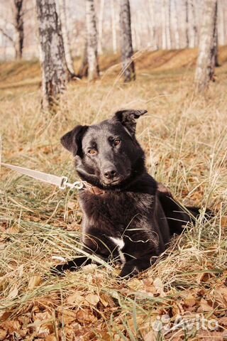 Чудо-собака Герда ищет дом