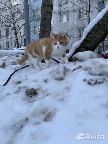 Кот Фредди в добрые руки