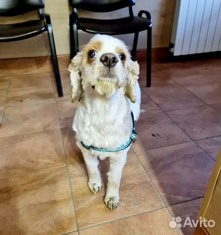 Пристроим пёсика